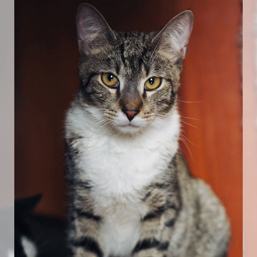 Юный котенок-подросток