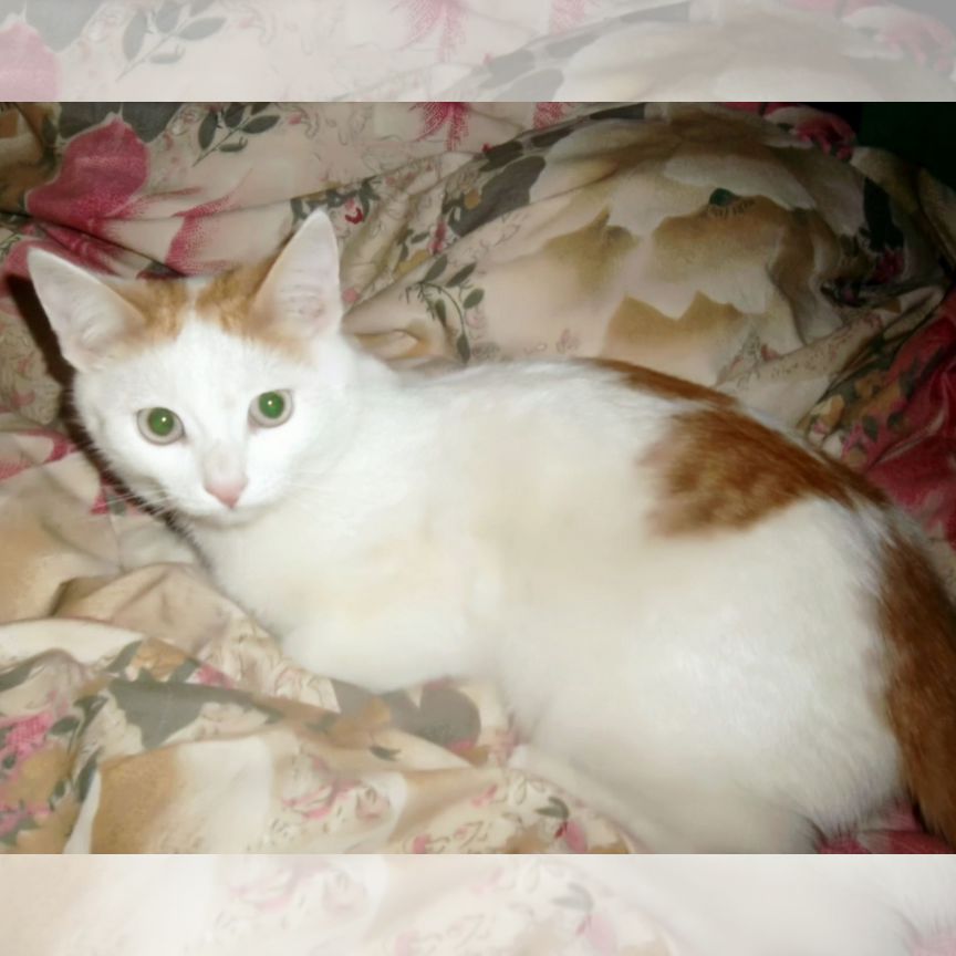 Котёнок-мальчик, 6-7 мес