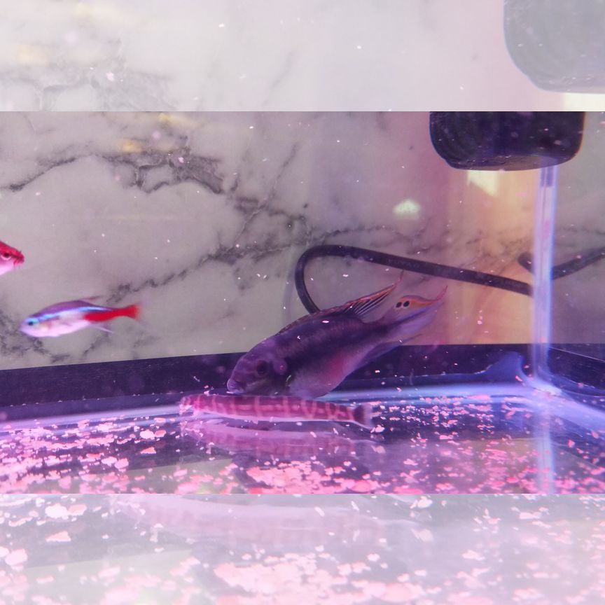 Пельвикахромис пульхера