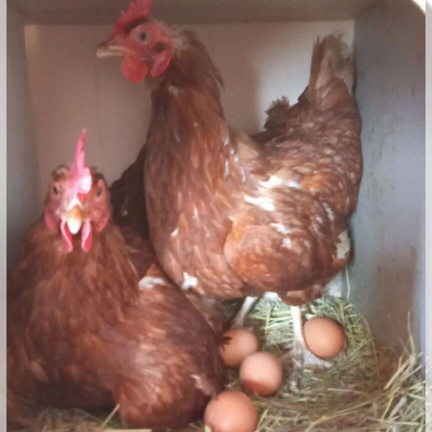 Куры несушки продам