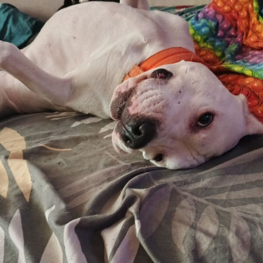 Американский стаффордширский терьер, взрослый пёс