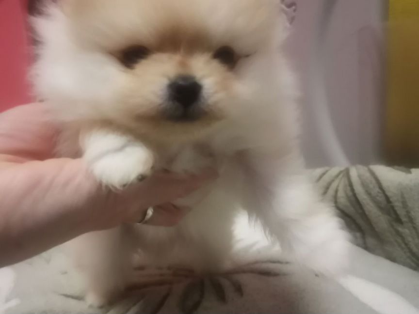 Померанский шпиц супер миник