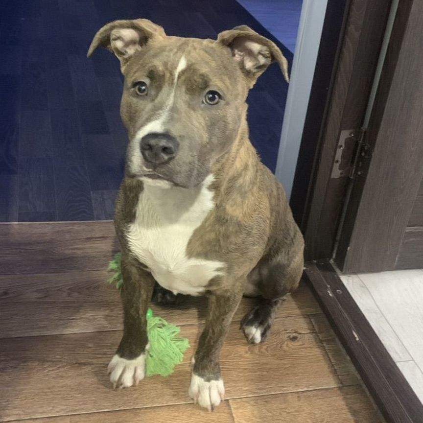 Стаффордширский терьер