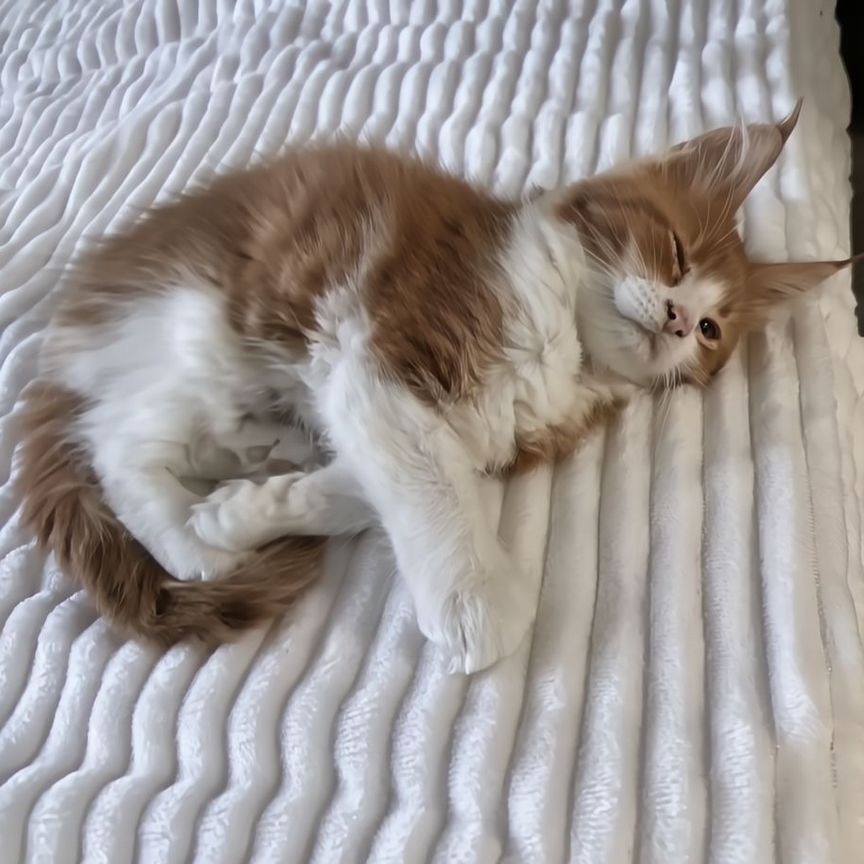 Мейн-кун котёнок