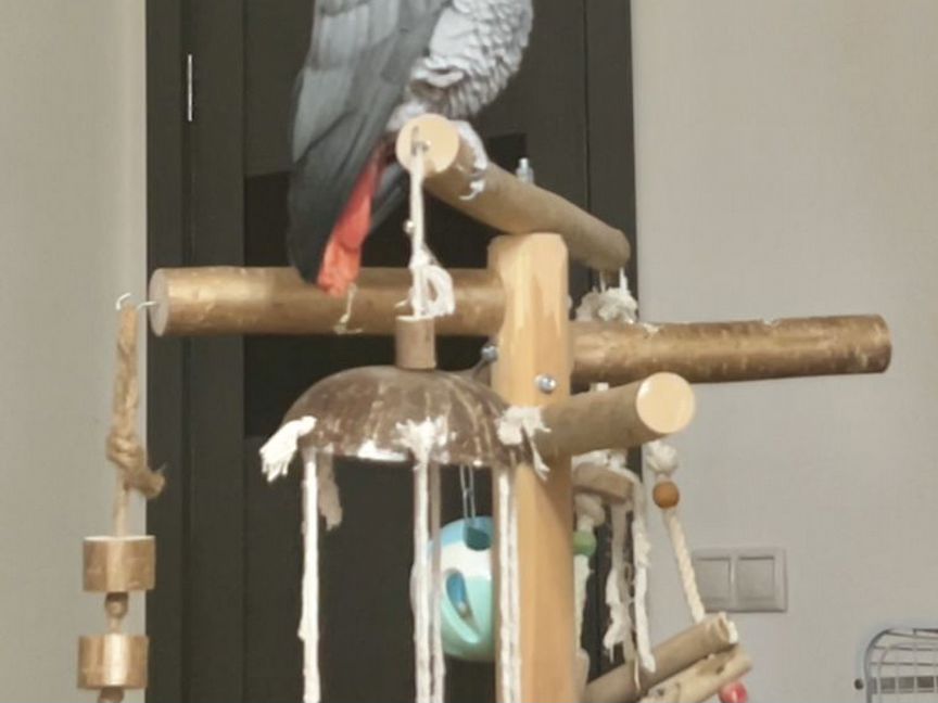 Говорящий попугай ручной