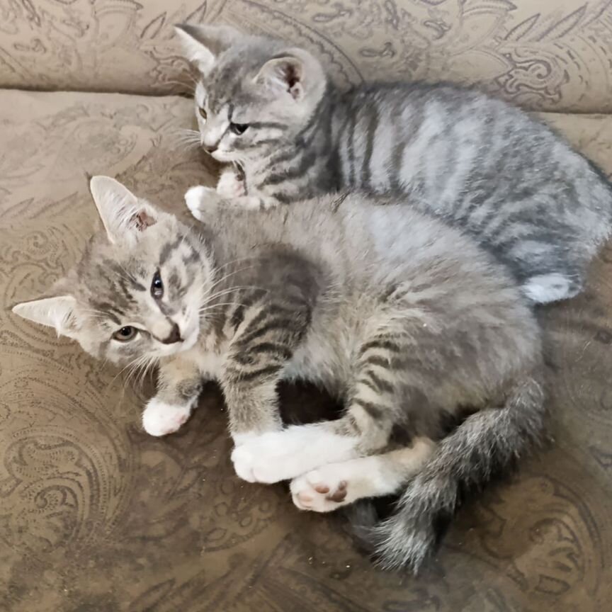 Одам котят (котик и кошечка)