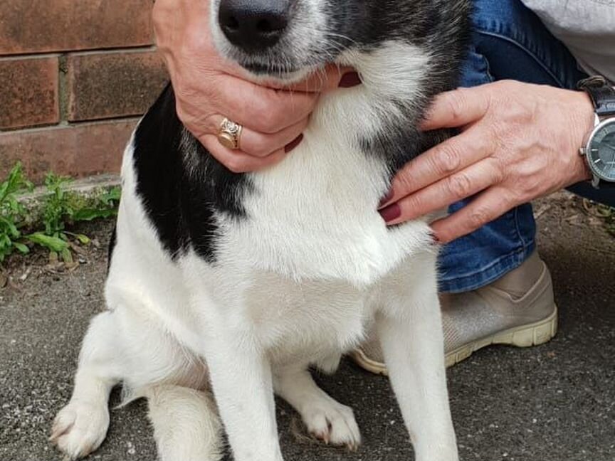 Собака. Цера.стерелиз. Кмв. В добрые руки