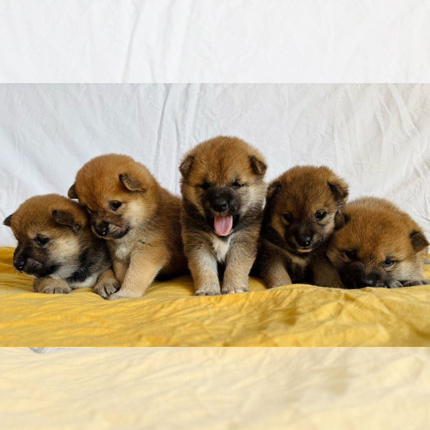 Сиба-ину, щенок