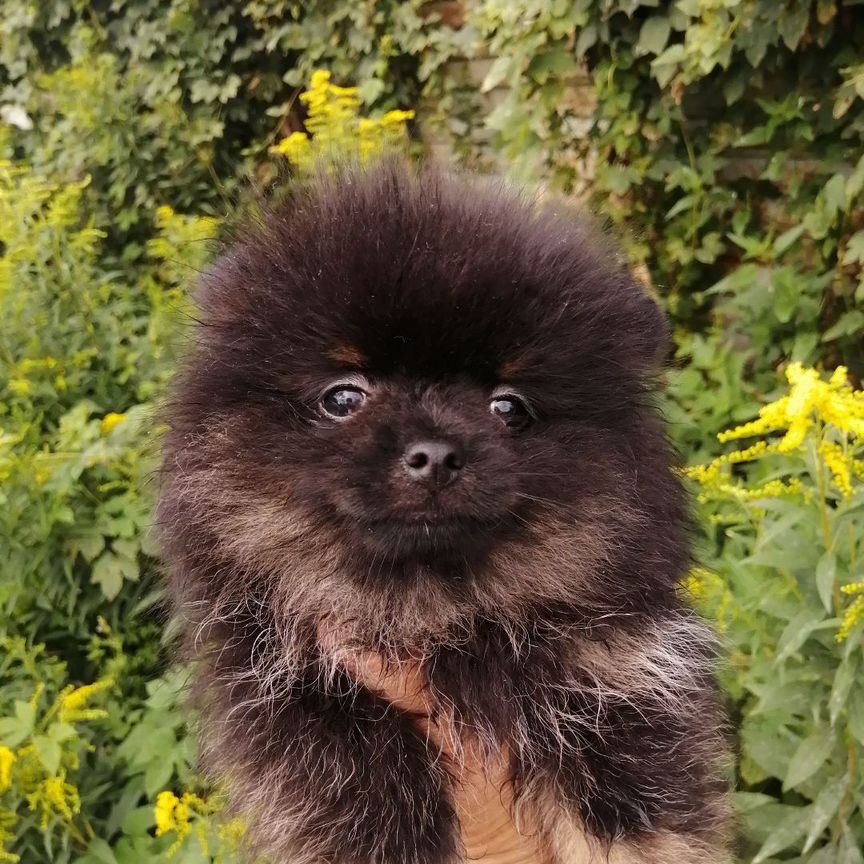 Померанский шпиц