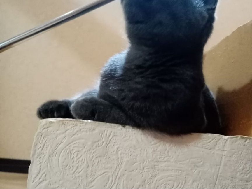 Кошка в дар