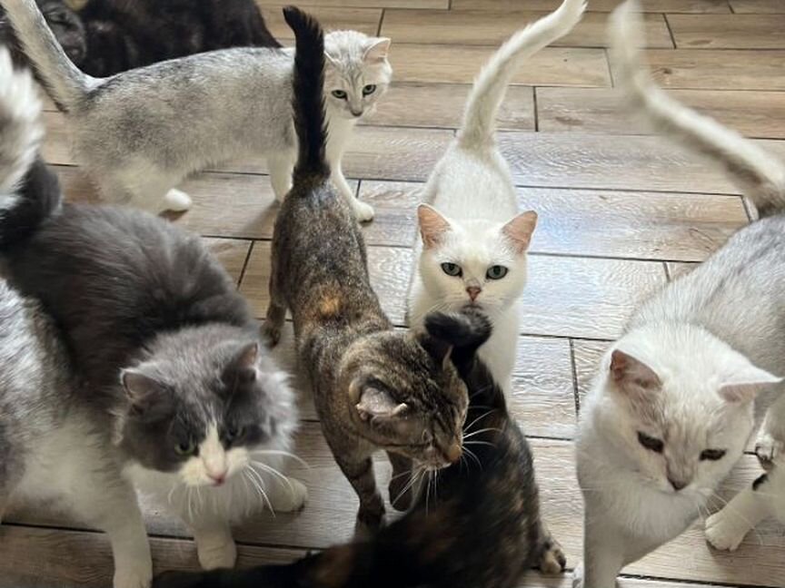У кошек умерла хозяйка