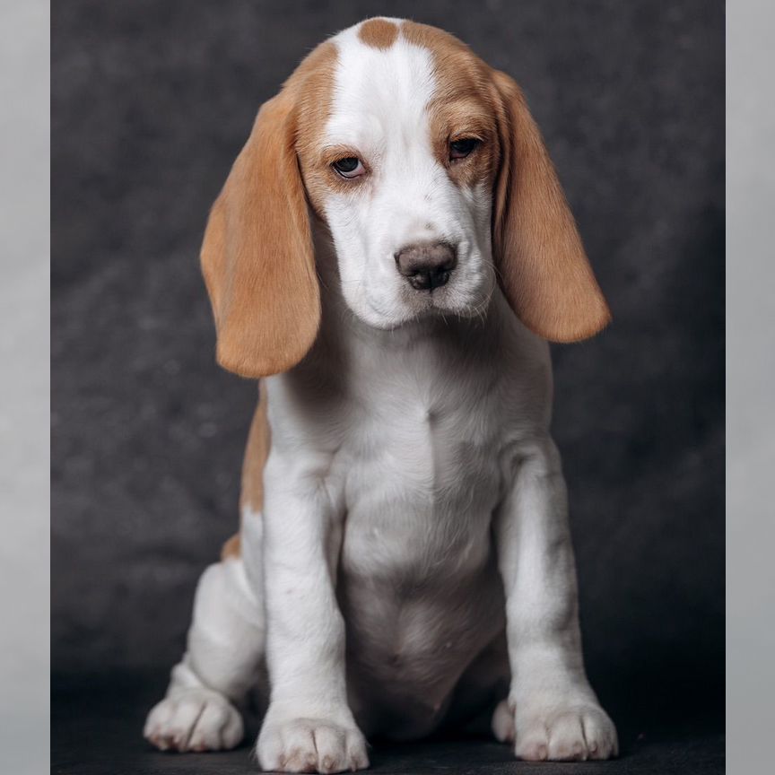 Бигль, щенок