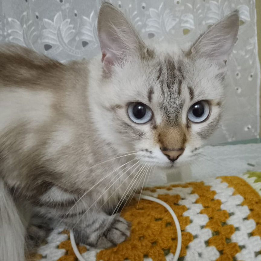Кошка