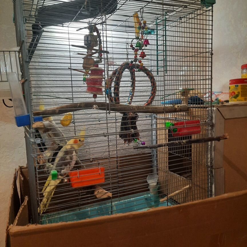 Попугай корелла с клеткой