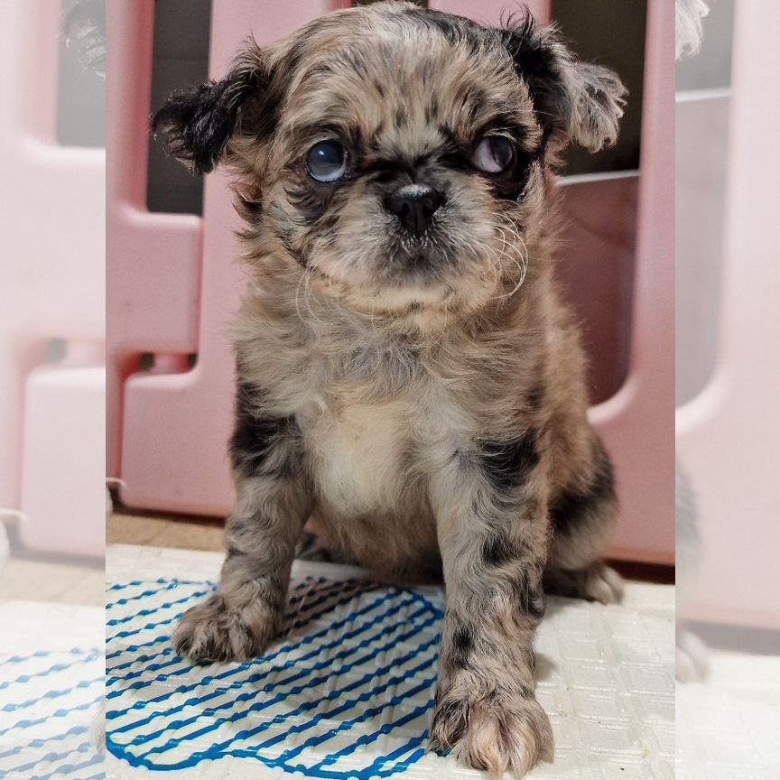 Чихуахуа девочка окрас мерль