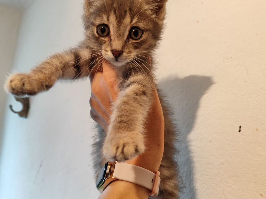 Котенок из коробки в добрые руки