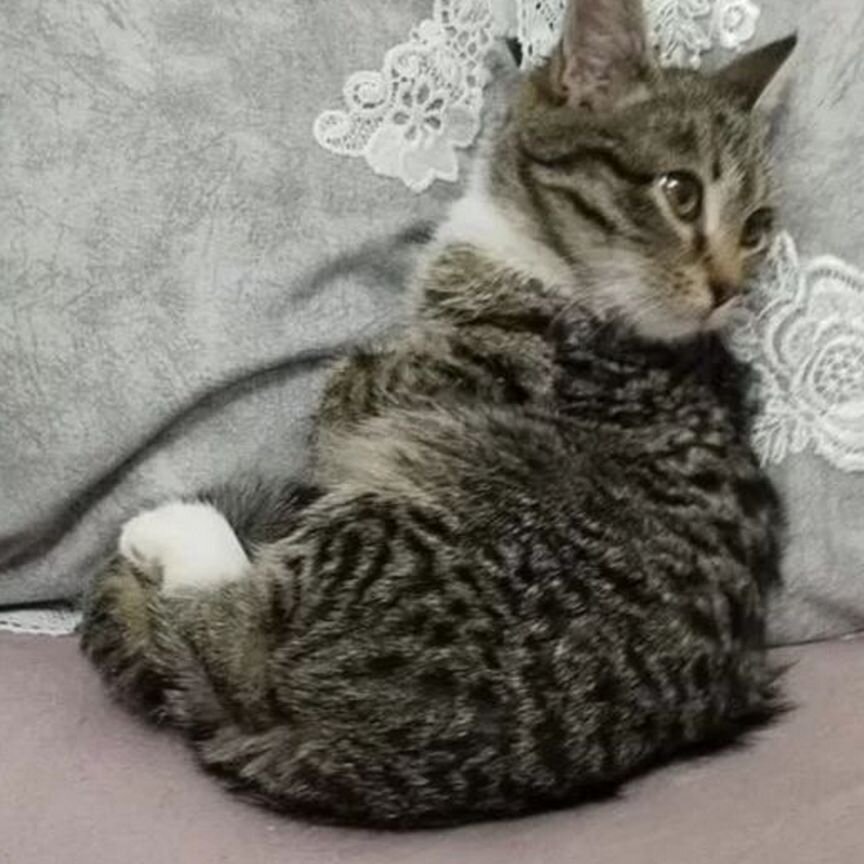Ищу котику дом