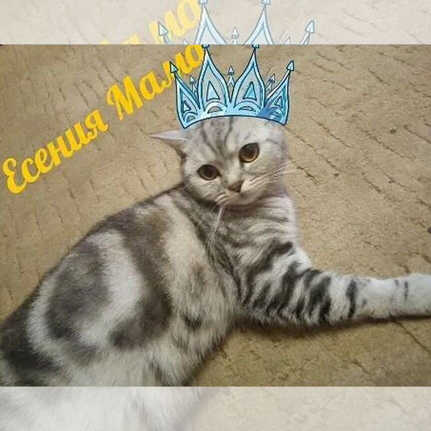 Котята