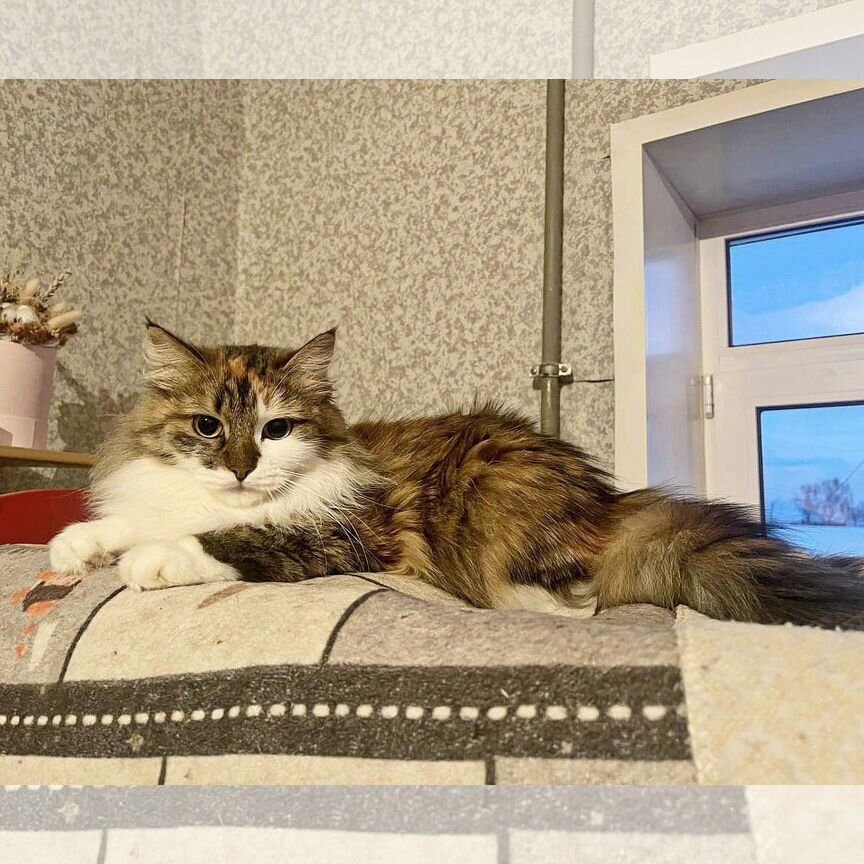 Взрослая, Девочка кошка в добрые руки