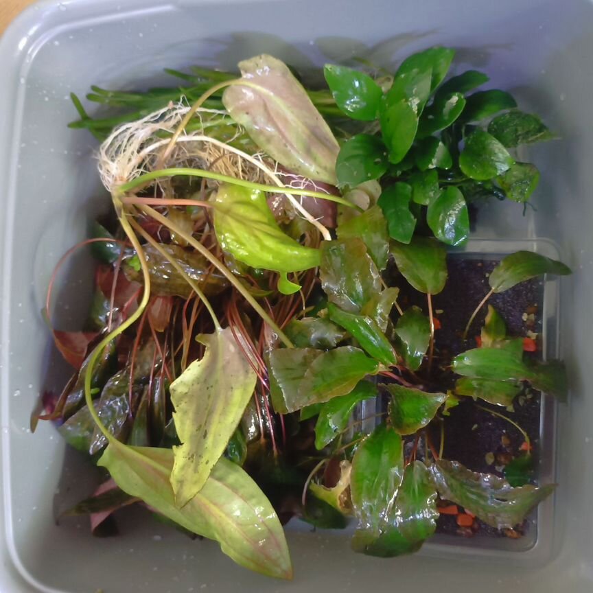 Аквариумные растения