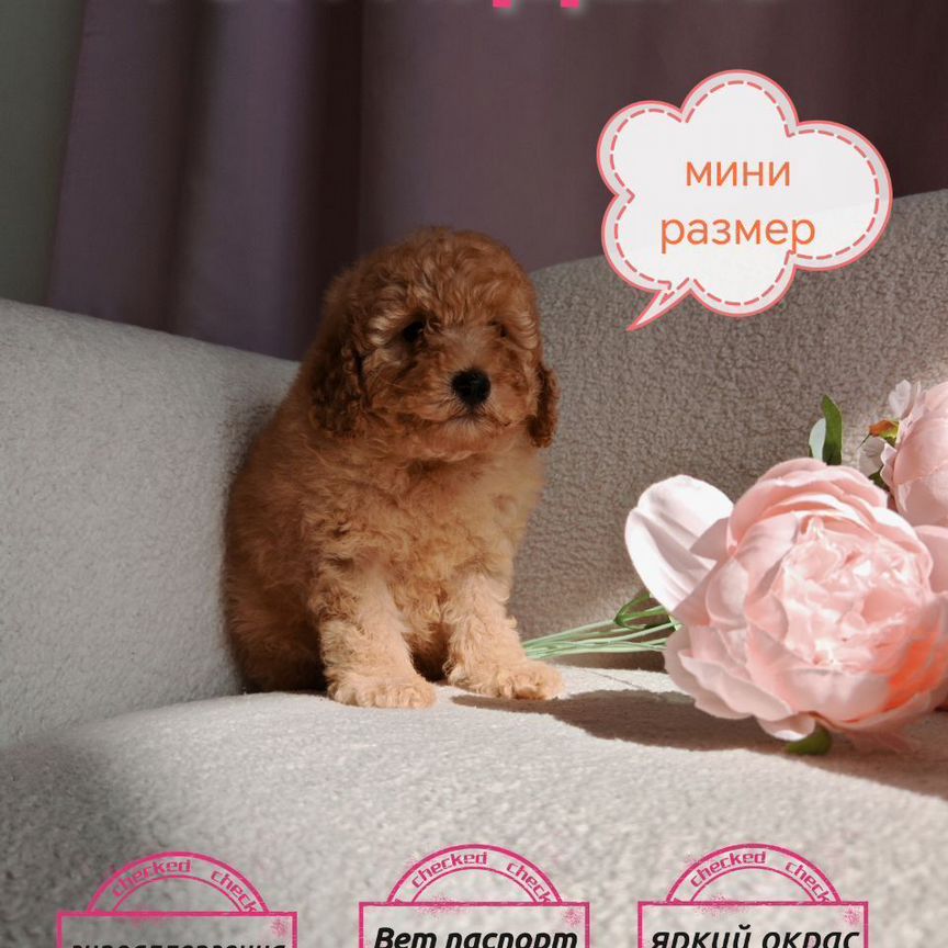 Той-пудель, щенок