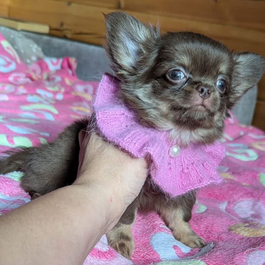 Чихуахуа, щенок