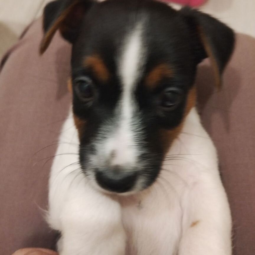 Джек рассел терьер