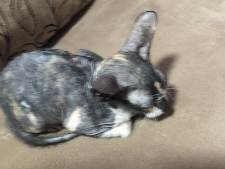 Египетский сфинкс