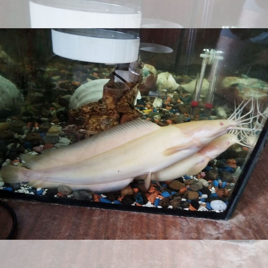 Клариас мраморный (альбинос)