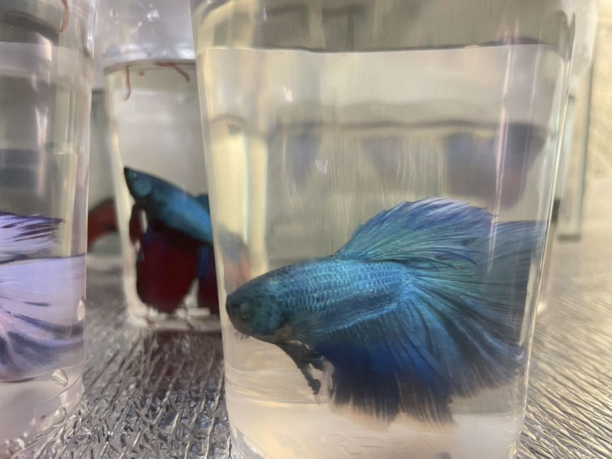 Петушки супер дельта