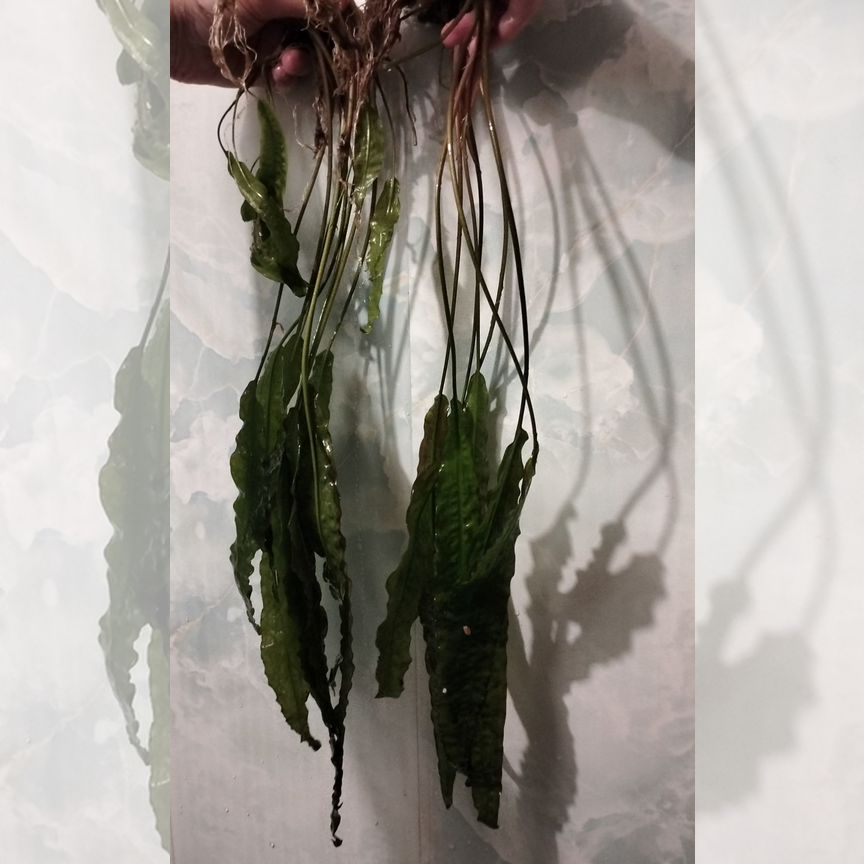 Криптокорина гигантская