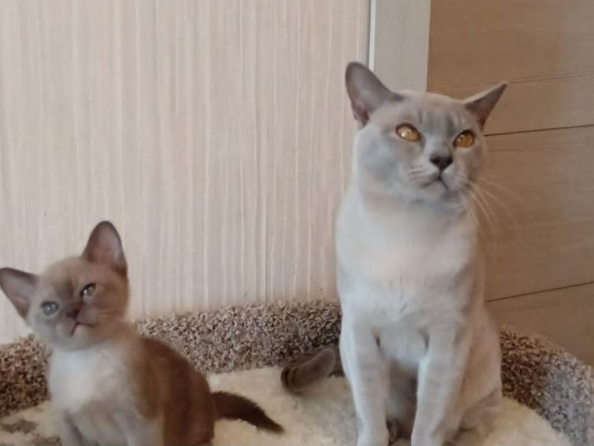 Бурманский сливочно-шоколадный мальчик