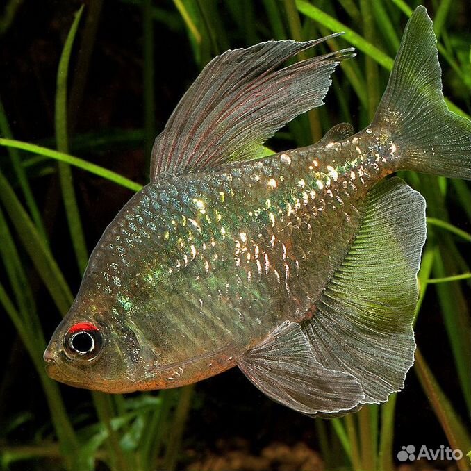 Тетра Бриллиантовая (арт 6124)