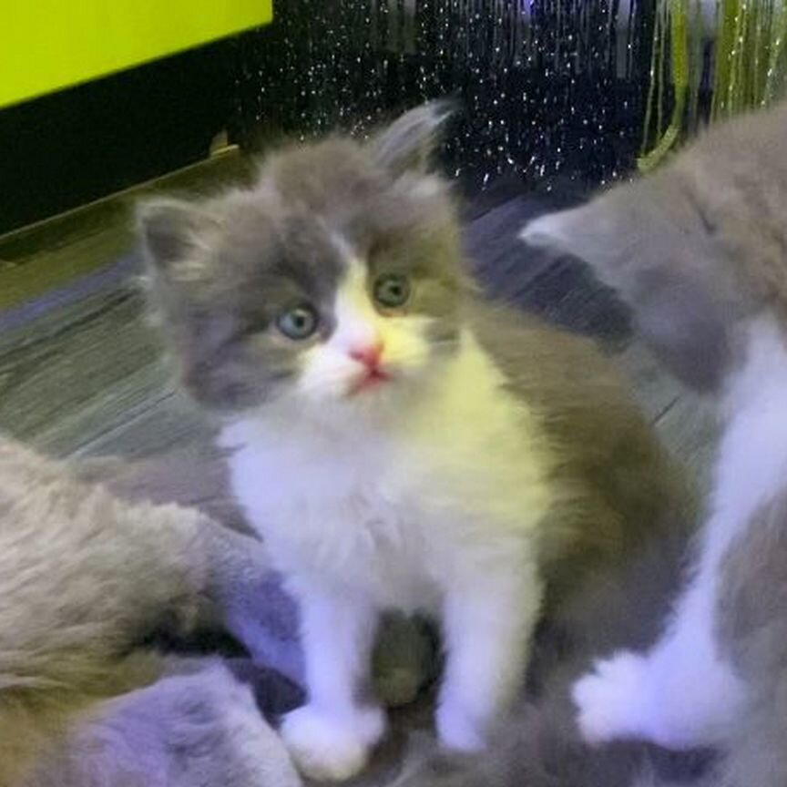 Британские котята