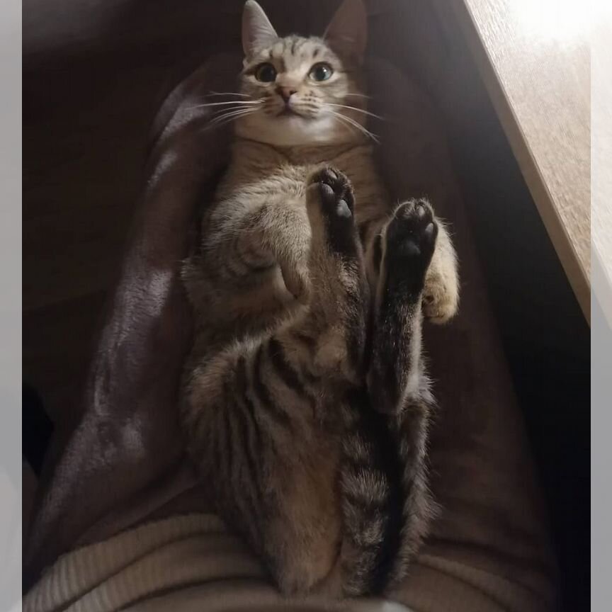 Кошка, которая не слезает с рук