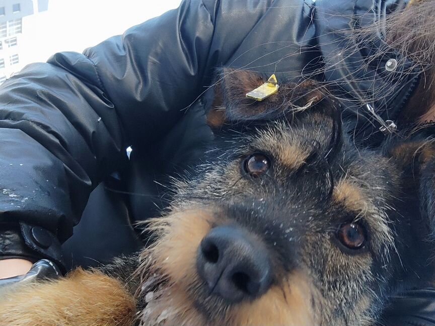 Отдам собаку подростка