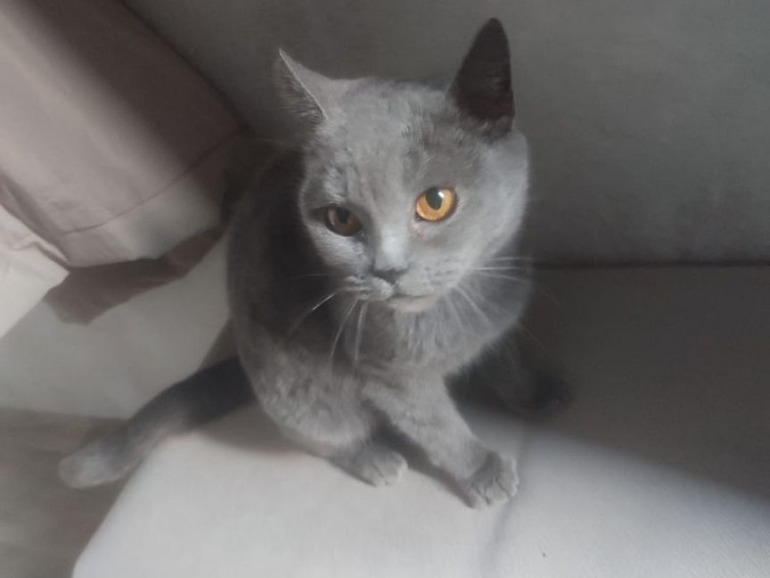 Отдадим/найдена кошка
