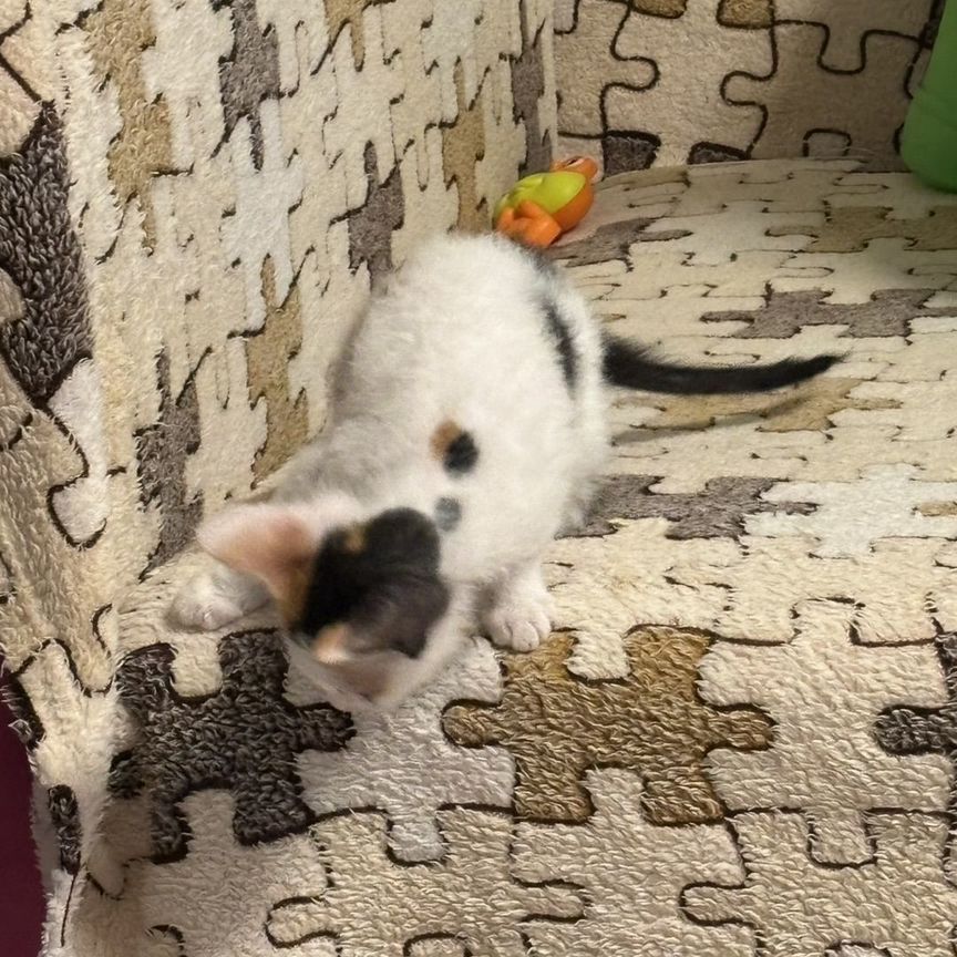 Котята сфинкс браш
