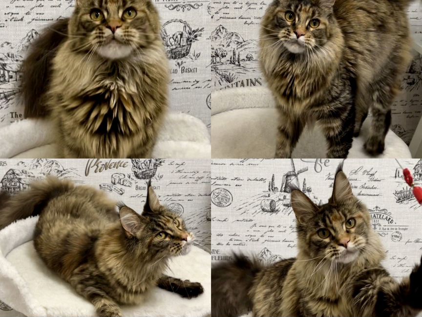 Мейн-кун 1 год в поиске своего человека