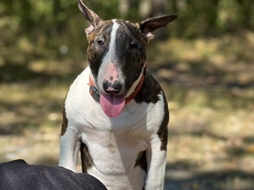 Стандартный бультерьер