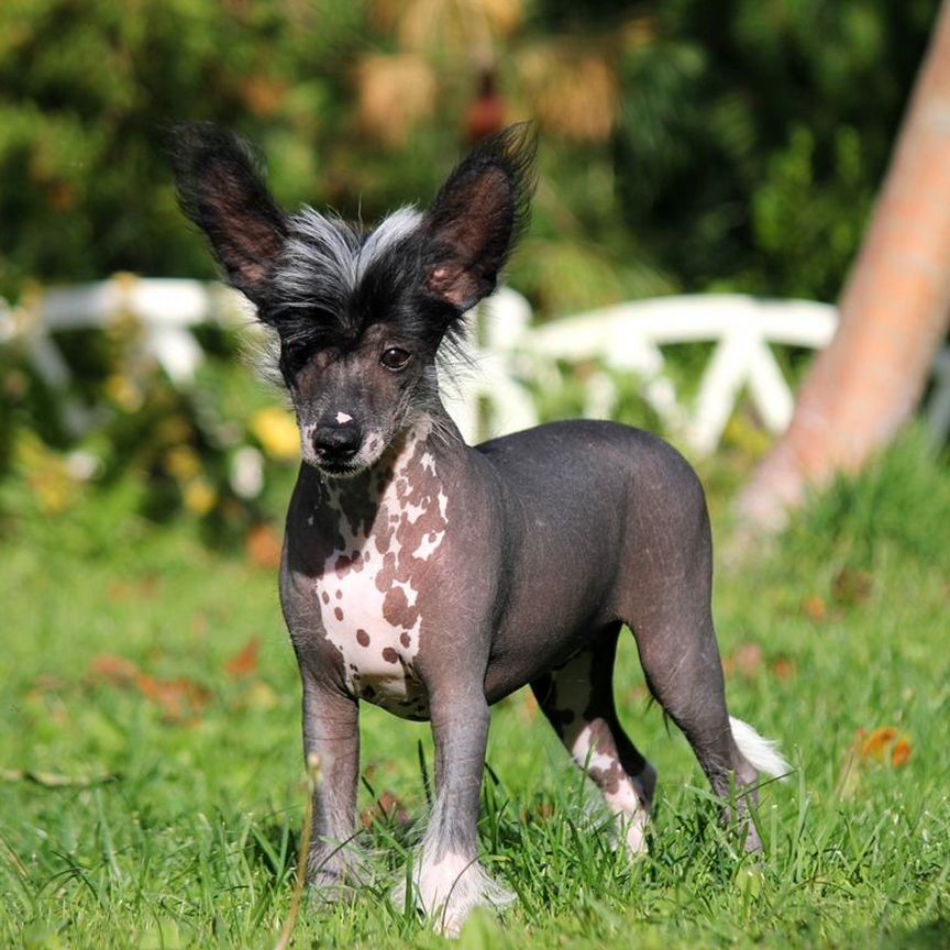 Породный истинно голый щенок