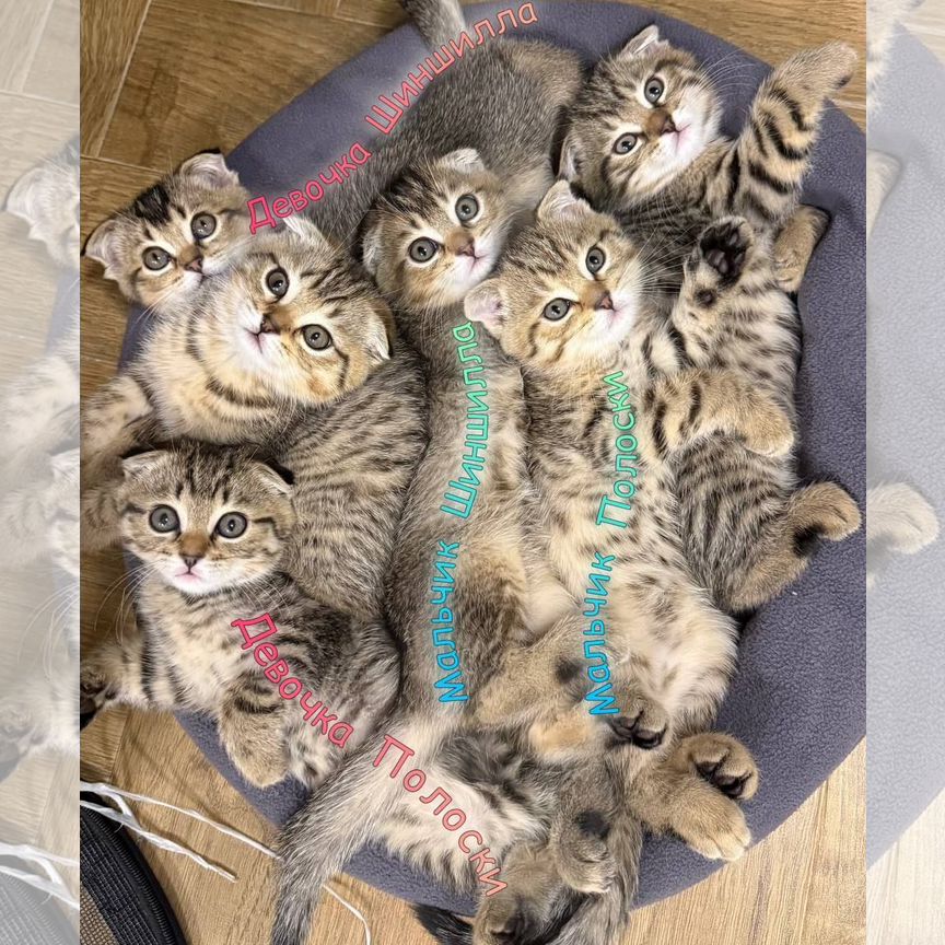 Шотландский вислоухий короткошёрстный котёнок