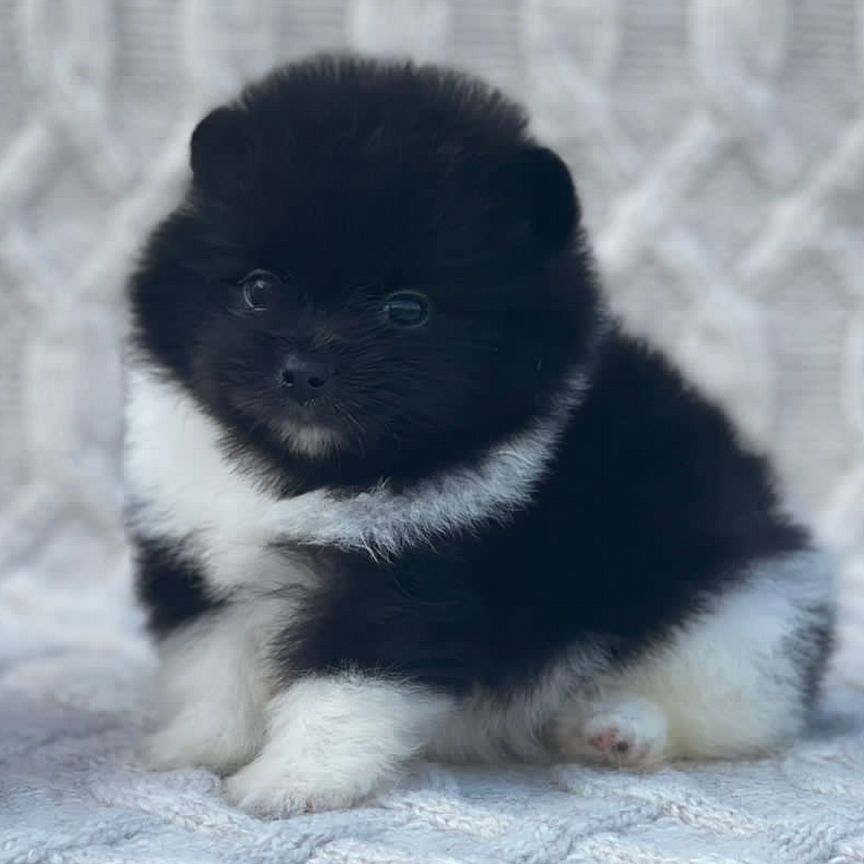 Померанский шпиц, щенок