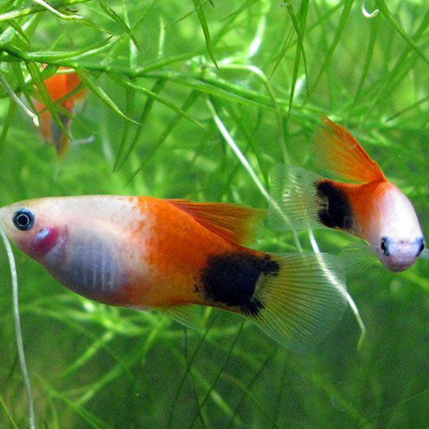 Пицилия Каролина