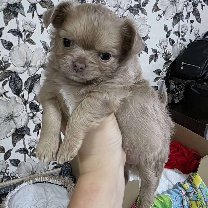 Чихуахуа, щенок