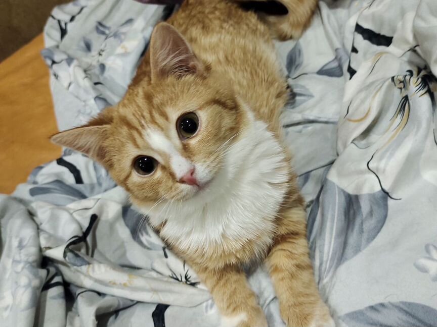 Котенок Мандарин в добрые ручки