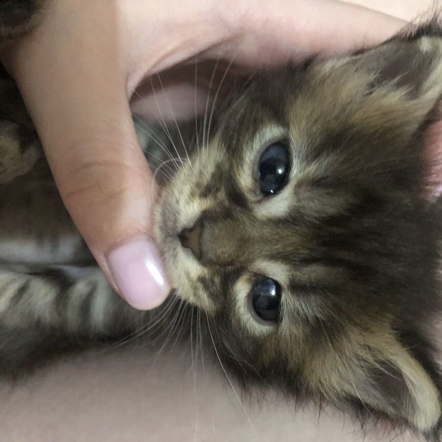 Отдам котена мейнкуна (1месяц)