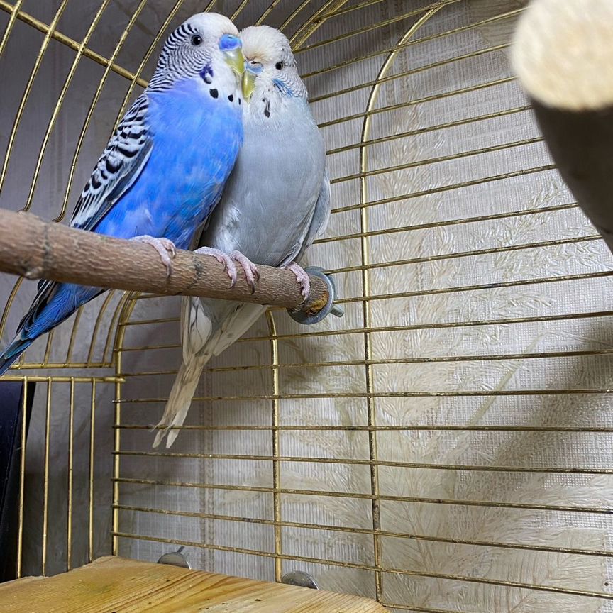 Волнистые попугаи с клеткой