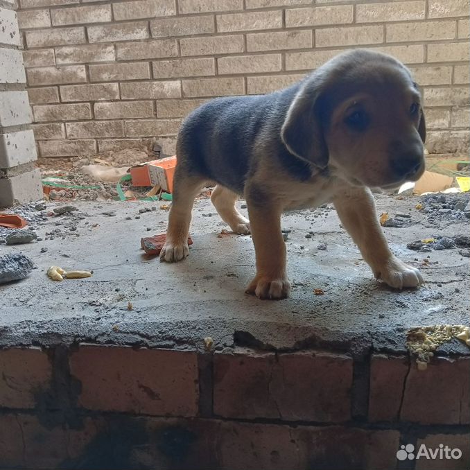 Русские гончие собаки