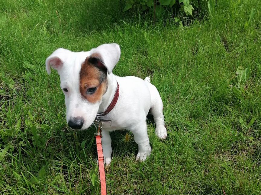 Джек рассел терьер